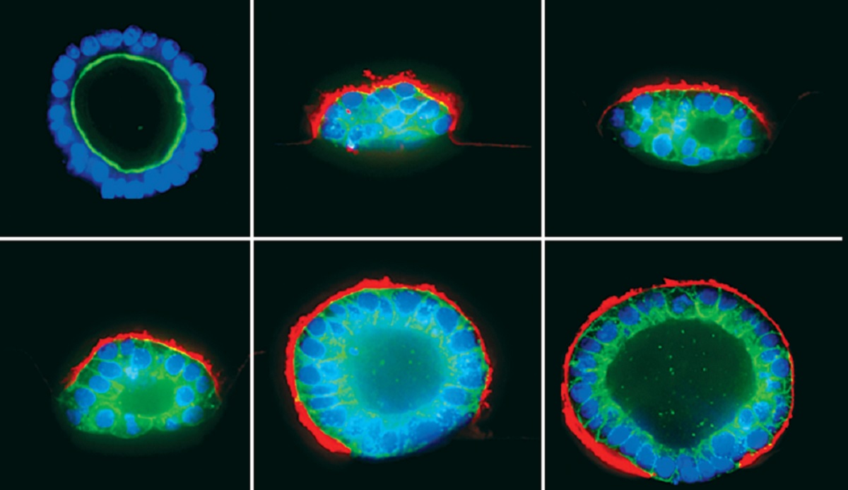 Inside Biology’s Black Box – Paul Biegler